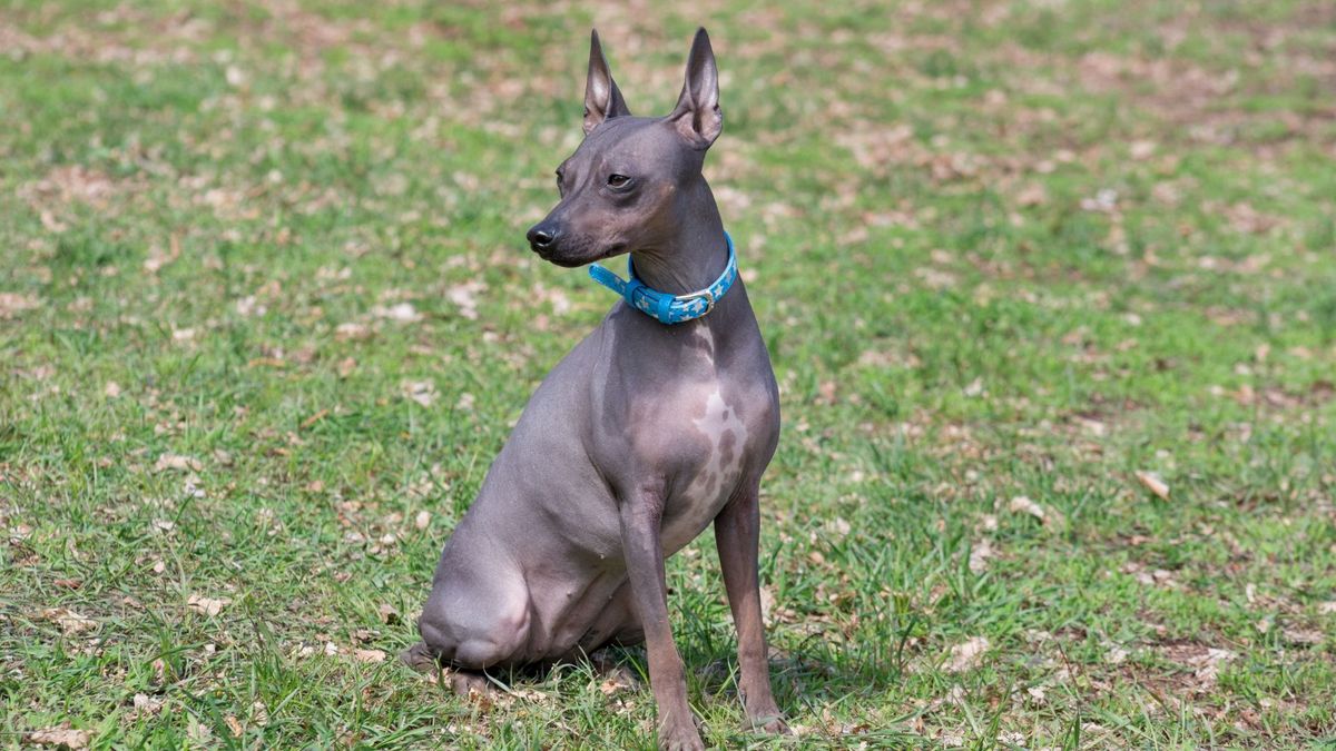 7 bald and beautiful hairless dog breeds | PetsRadar