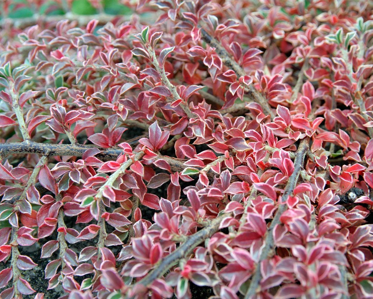 Cotoneaster care and growing guide: expert advice | Gardeningetc