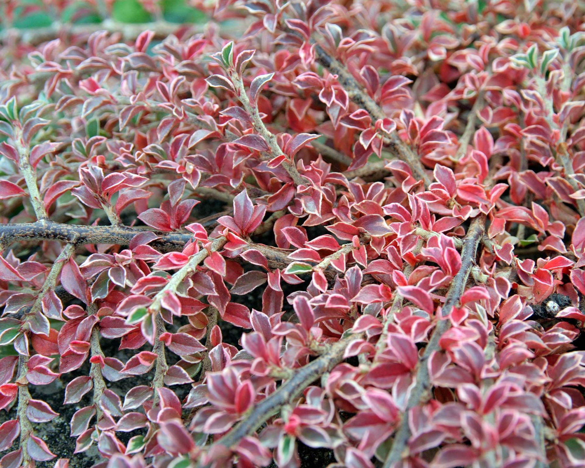 Cotoneaster care and growing guide: expert advice | Homes and Gardens