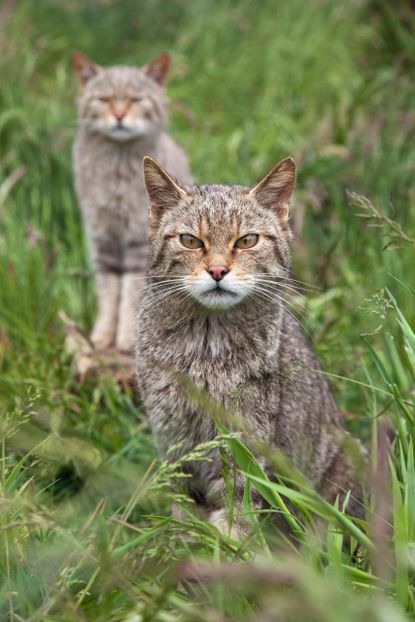 Scottish Wildcats: Six things you should know about the 'Highland Tiger ...