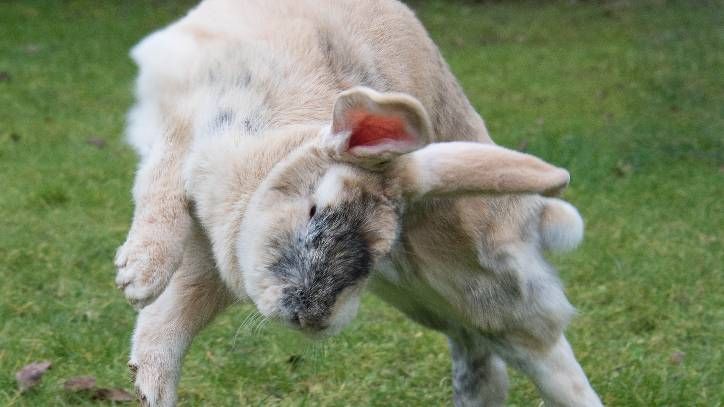 Bunny binkies: Why rabbits binky and how to encourage it | PetsRadar