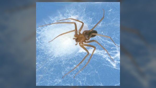 Brown recluse spiders: Facts, bites & symptoms | Live Science