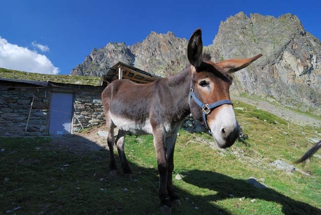 Real or Fake? 8 Bizarre Hybrid Animals | Live Science