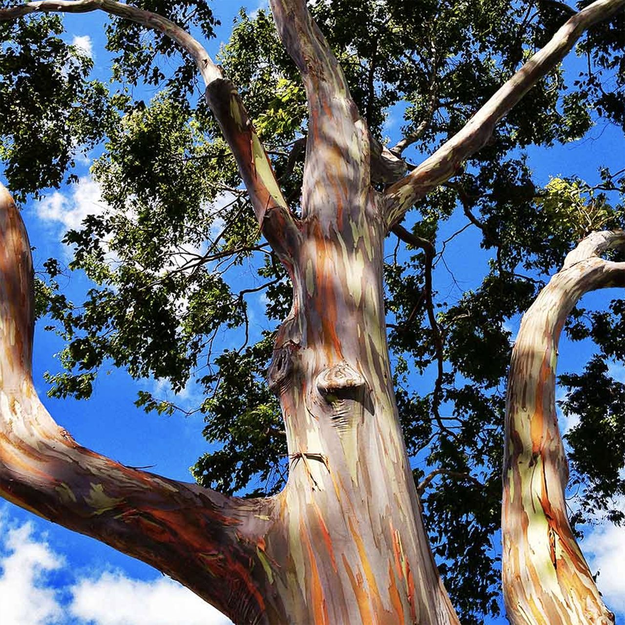 Eucalyptus care and growing guide | Homes and Gardens