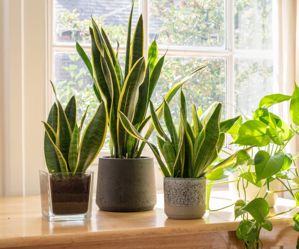 Plants that represent strength and empowerment: 7 species | Homes and ...