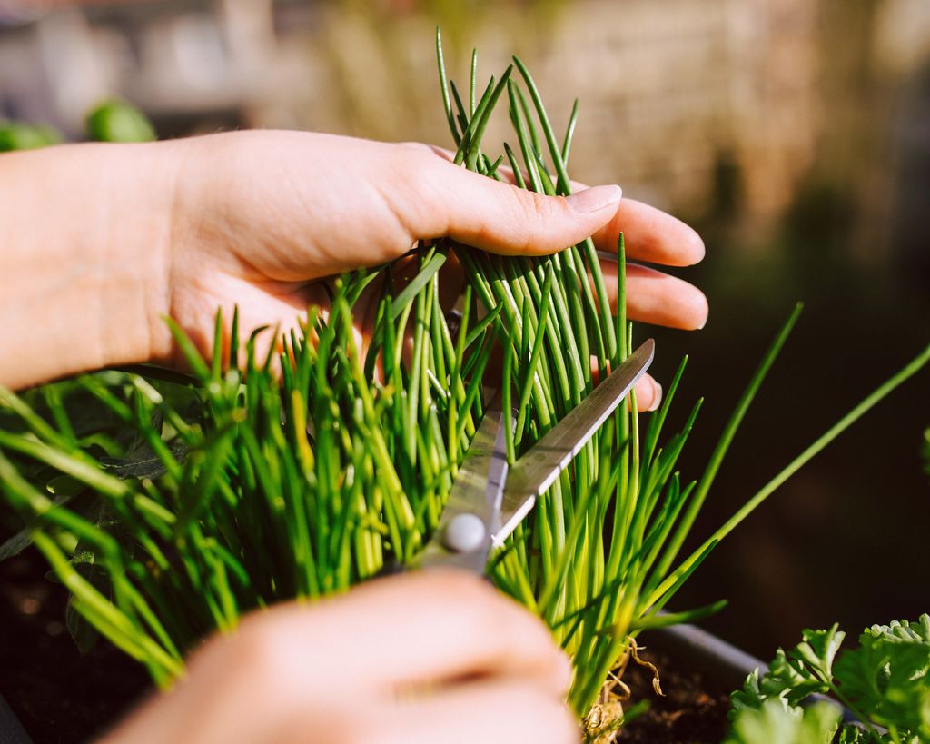 Chives care and growing guide: tips for this perennial herb | Gardeningetc