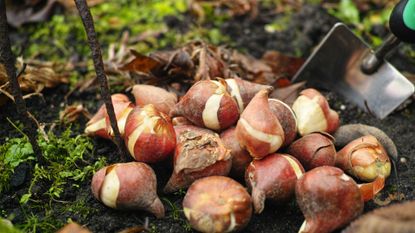 How to store spring bulbs for next year: an expert guide | Woman & Home