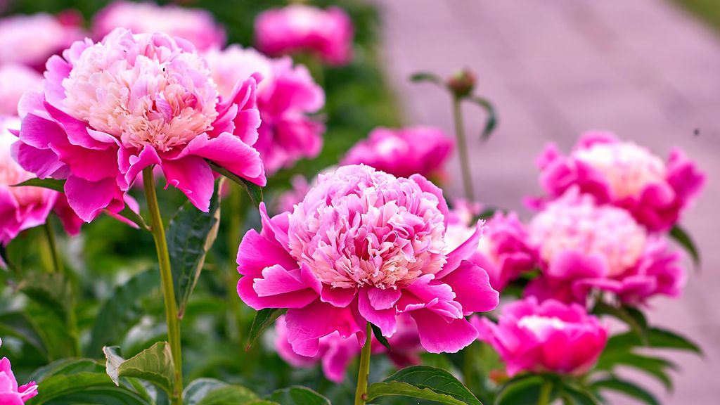 Grow These 8 Peony Colors For A Spring Rainbow In Your Yard | Gardening ...