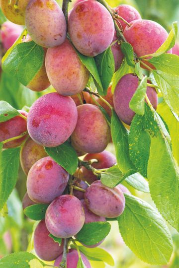 When to plant plum trees for a bumper fruit crop | Homes and Gardens