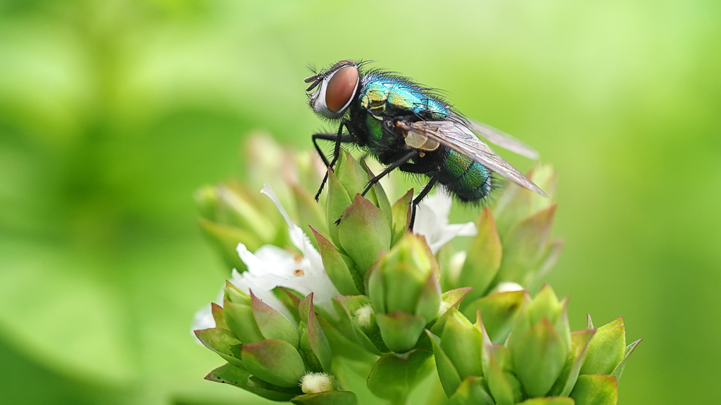 4 things welcoming flies into your home without you realising | Ideal Home