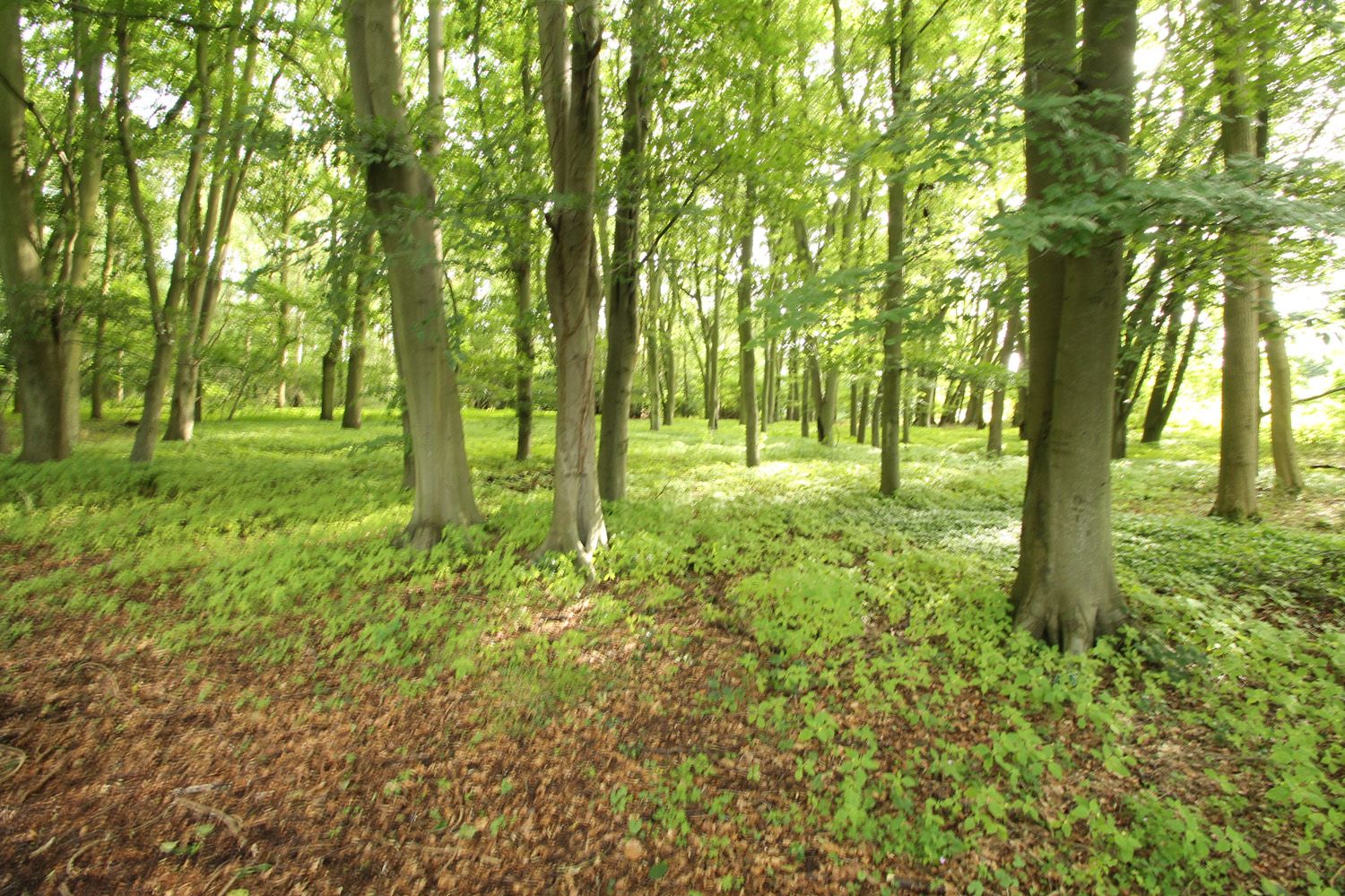Forestry sales boom | Country Life