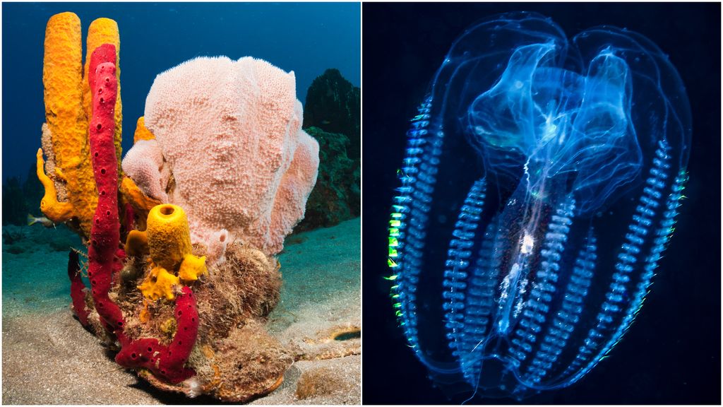 Decades-old question surrounding the start of the tree of life could ...