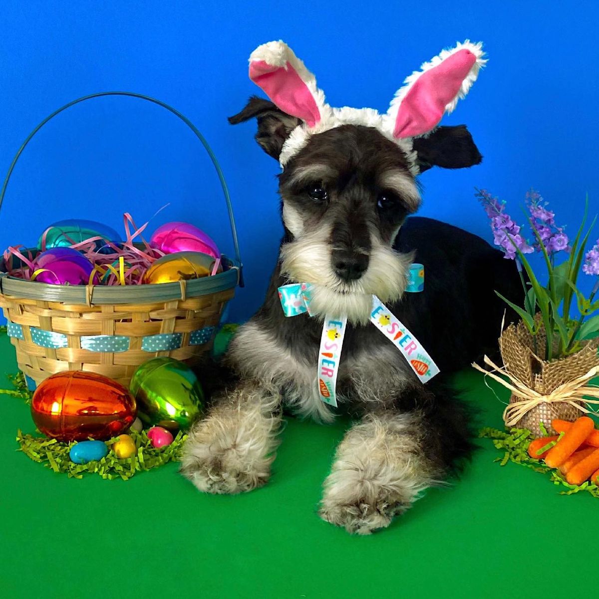 21 pet photography ideas to inspire you all-year round | PetsRadar