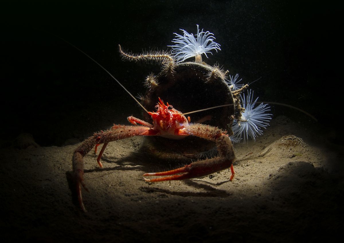 Photos of Colorful, Majestic Marine Creatures Are 'A Visual Feast ...