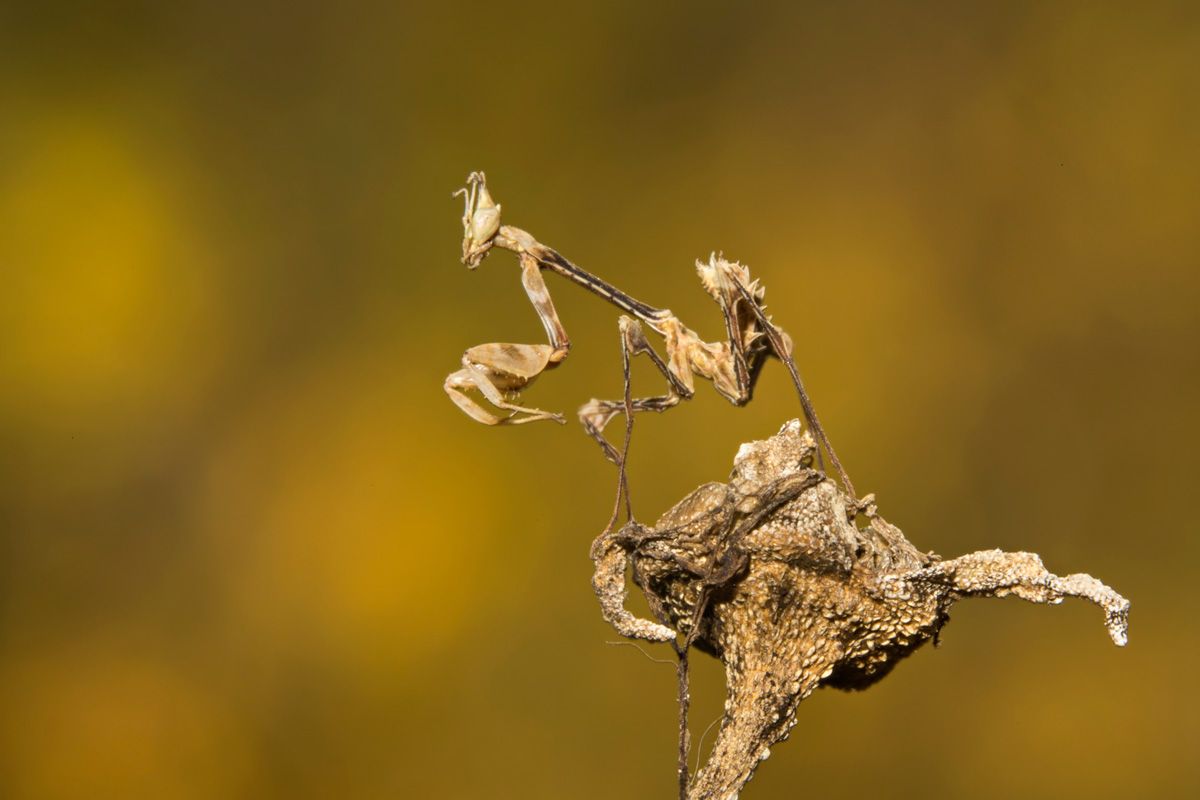 Animal Camo: Can You Find the Animals Hiding Out in These Images?: Page ...