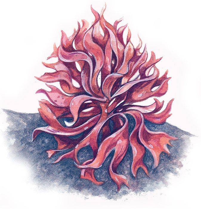 A simple guide to the seaweed of Britain – how to spot it, how to cook ...