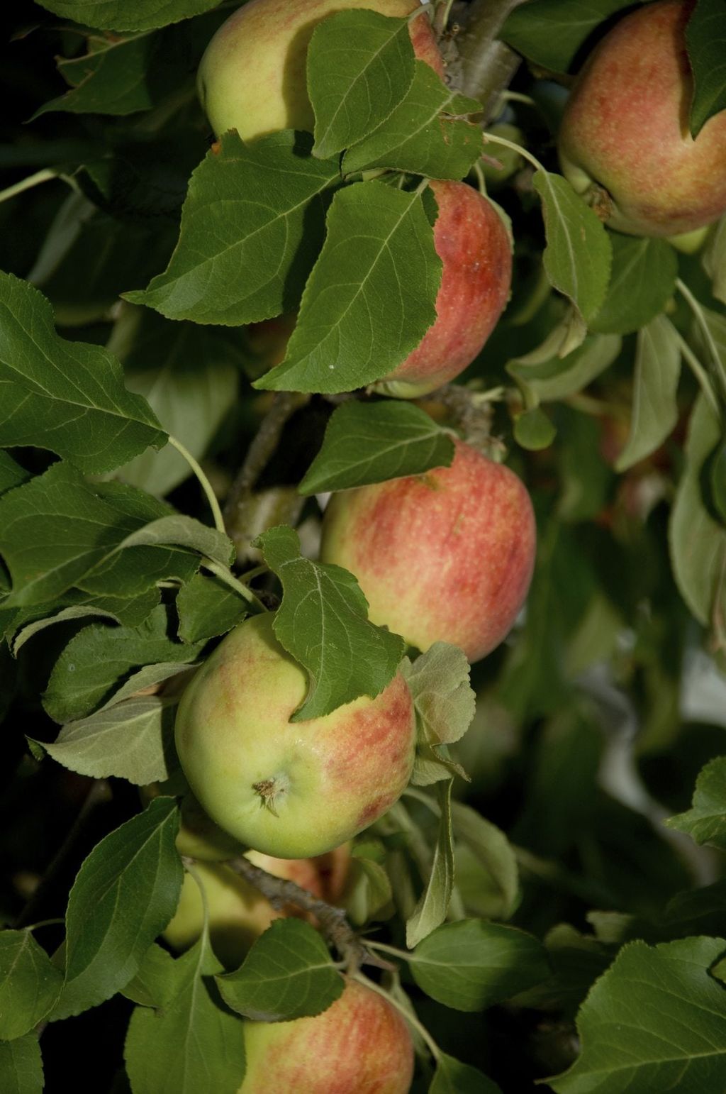 Zone 3 Apple Tree Varieties - Types Of Apple Trees For Zone 3 ...