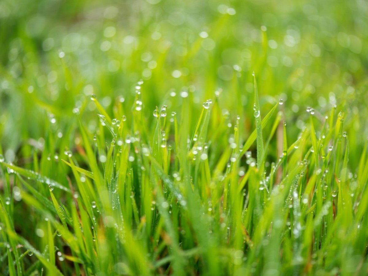 Why You Shouldn’t Mow Wet Grass | Gardening Know How