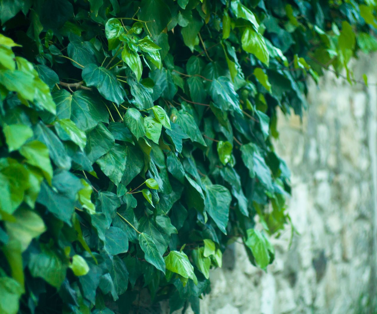 Best climbing plants for shade: 10 | Homes and Gardens