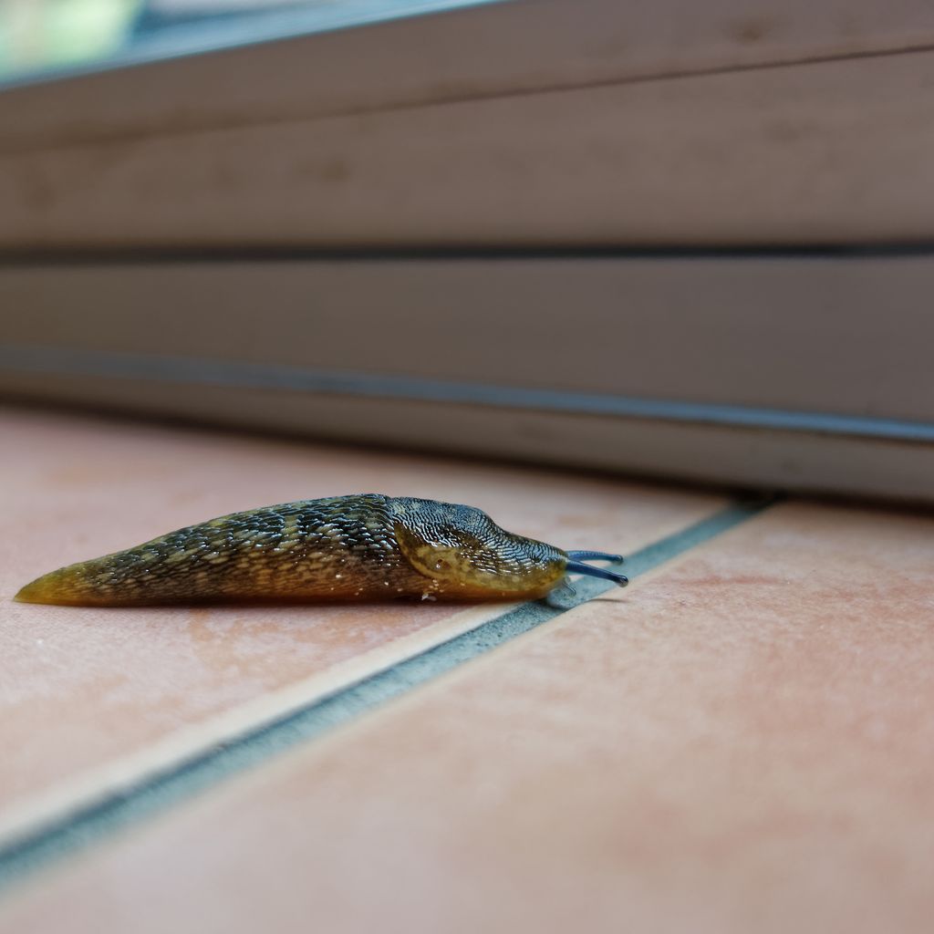 How to get rid of slugs in the house – natural solutions | Ideal Home