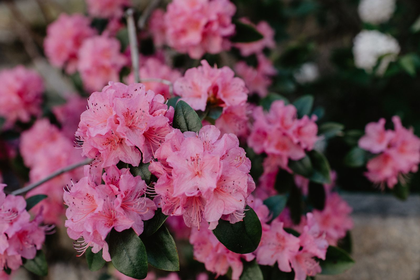 Garden Plant Ideas 10 Easy Steps To Know What Plants To Put In Your garden-plant-ideas-10-easy-steps-to-know-what-plants-to-put-in-your