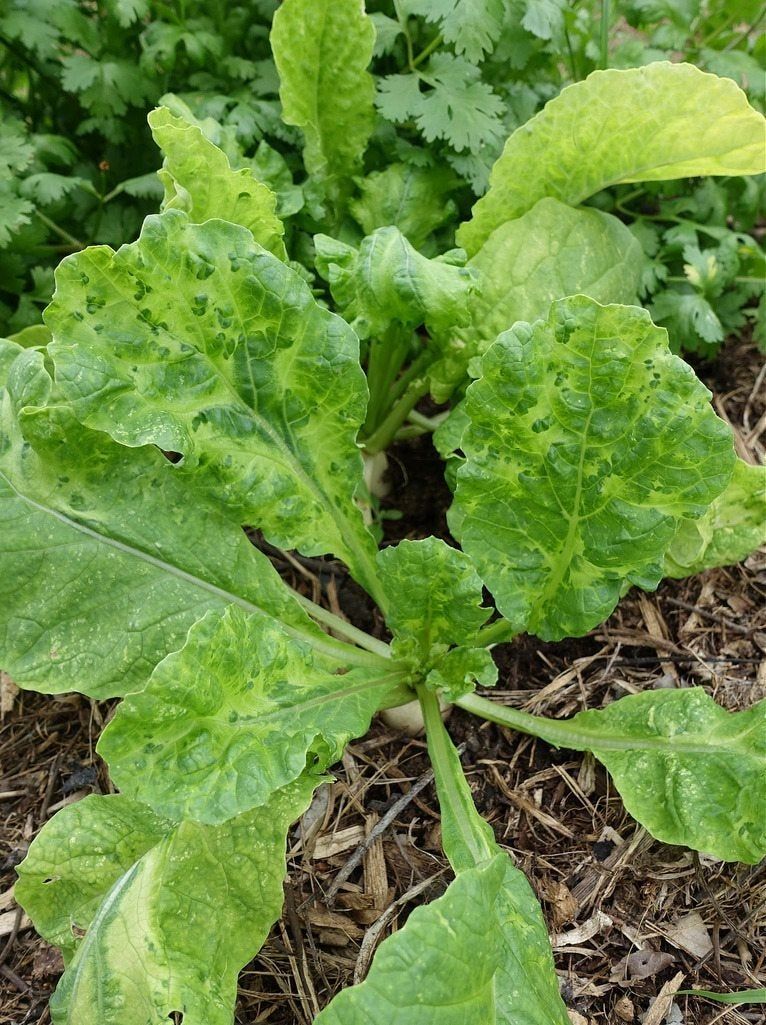 Recognizing Mosaic Virus In Turnips: Treating A Turnip With Mosaic ...