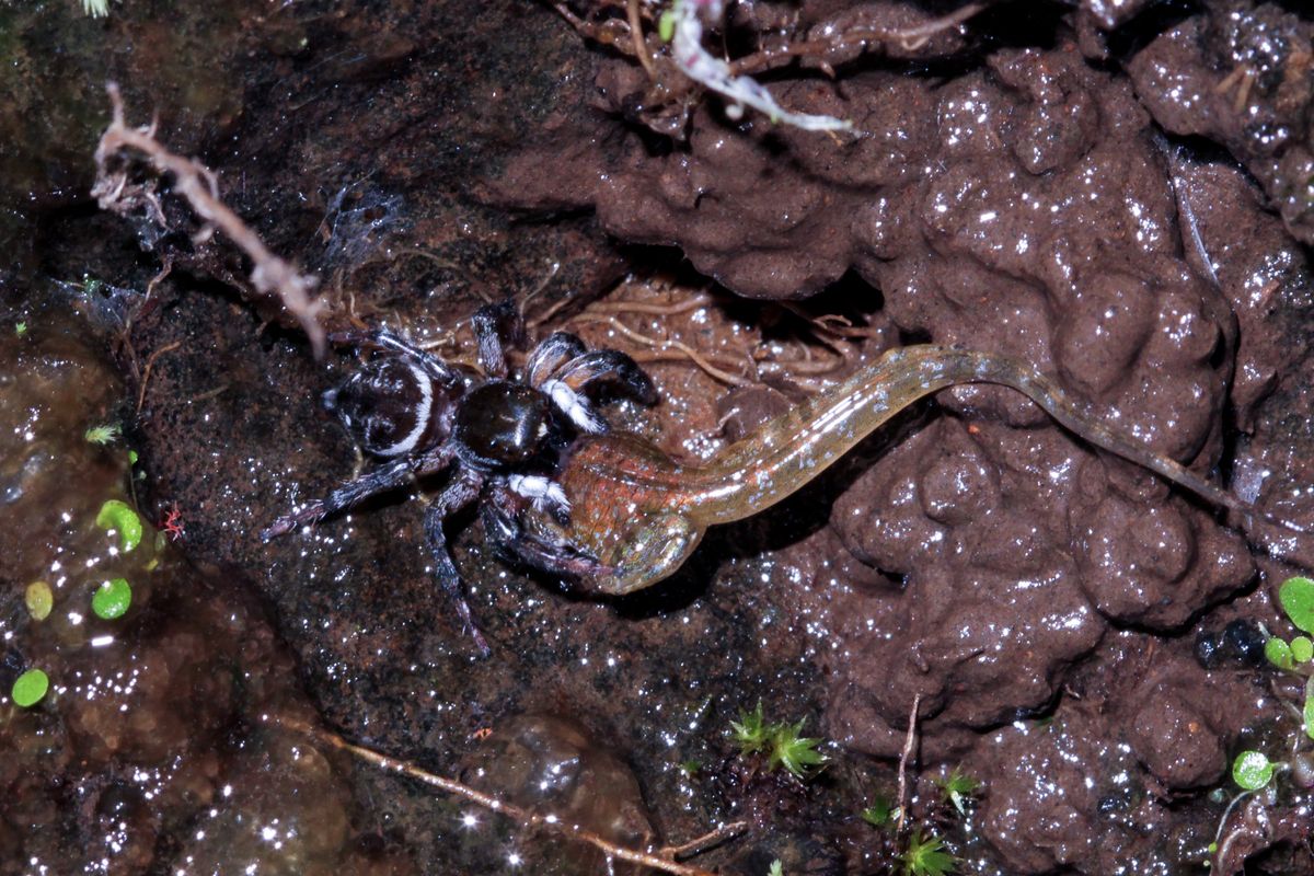Jumping Spider Eating Tadpole (Photos) | Live Science