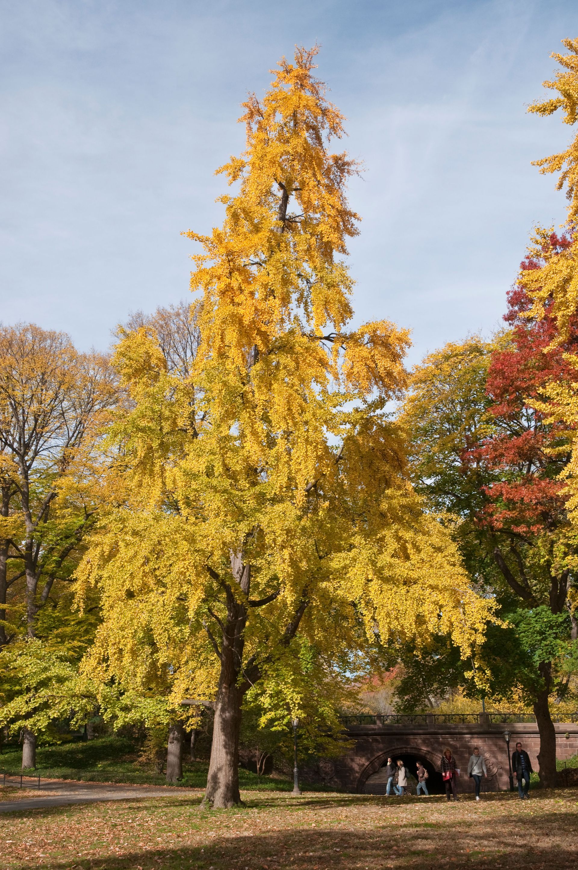 The saucily-named plant whose very mention sparks blushing and tied ...