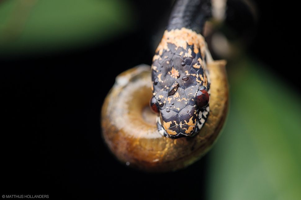 These Gourmet Snakes Prefer to Eat Snails | Live Science
