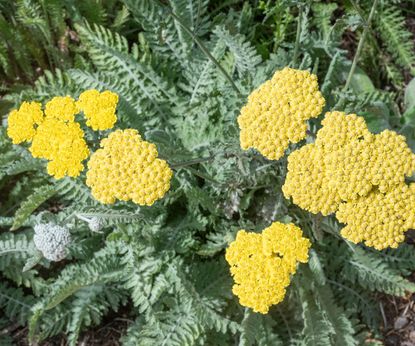 Fire-resistant plants: 8 varieties that can withstand heat | Homes and ...