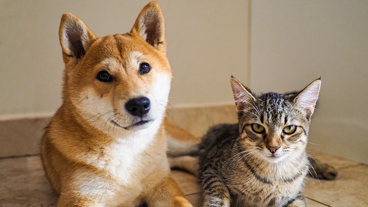20 best dog breeds for cats and multi-pet households | PetsRadar