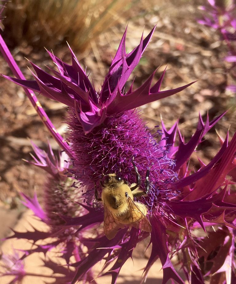 Best eryngium varieties: 10 expert picks for sea hollies | Homes and ...