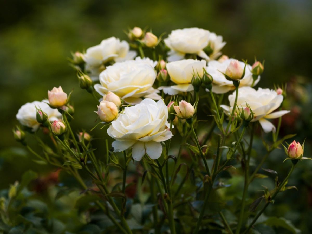 Learn More About Disbudding Roses | Gardening Know How