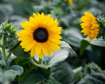 How to grow sunflowers – a step-by-step guide | Homes and Gardens
