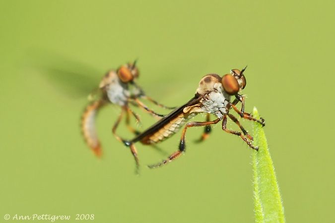 In Photos: Amazing Fly Eyes | Live Science