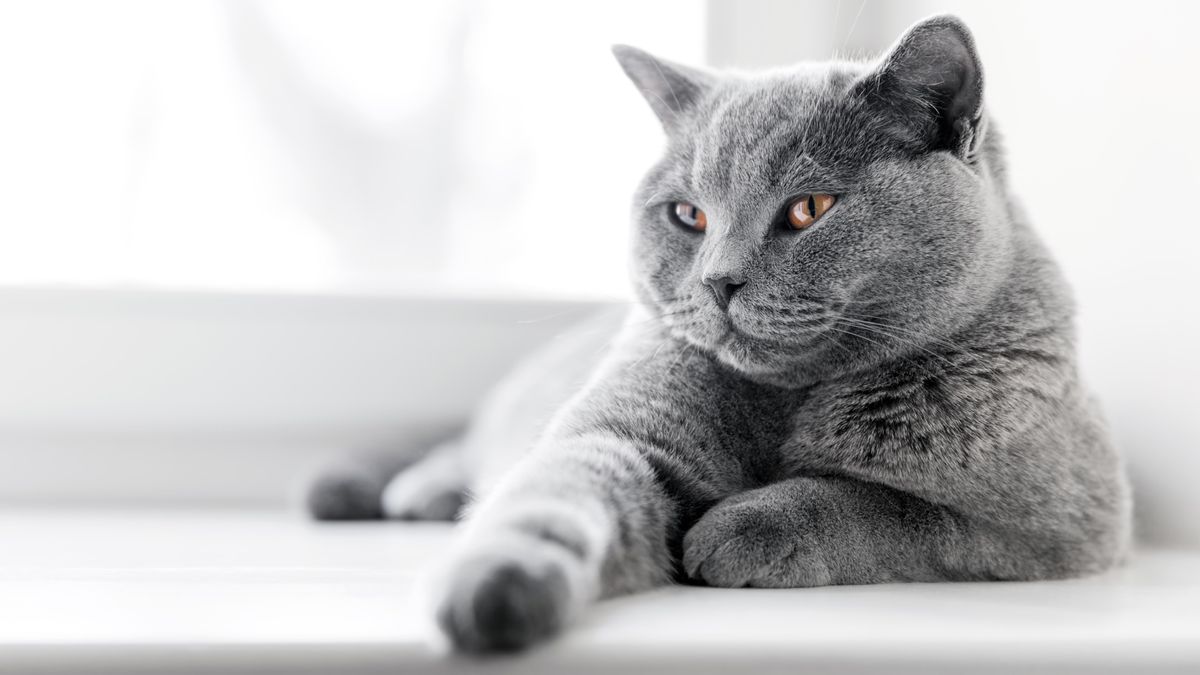 20 indoor cat breeds you’ll want in your home | PetsRadar