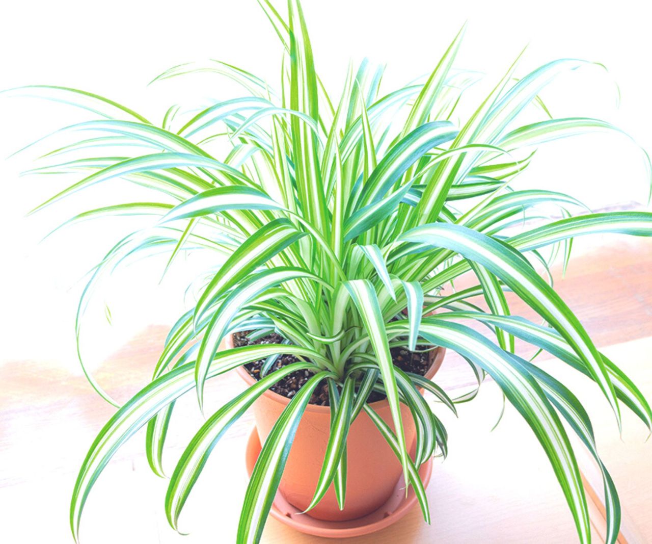 Benefits of a spider plant: and how to look after them | Homes and Gardens