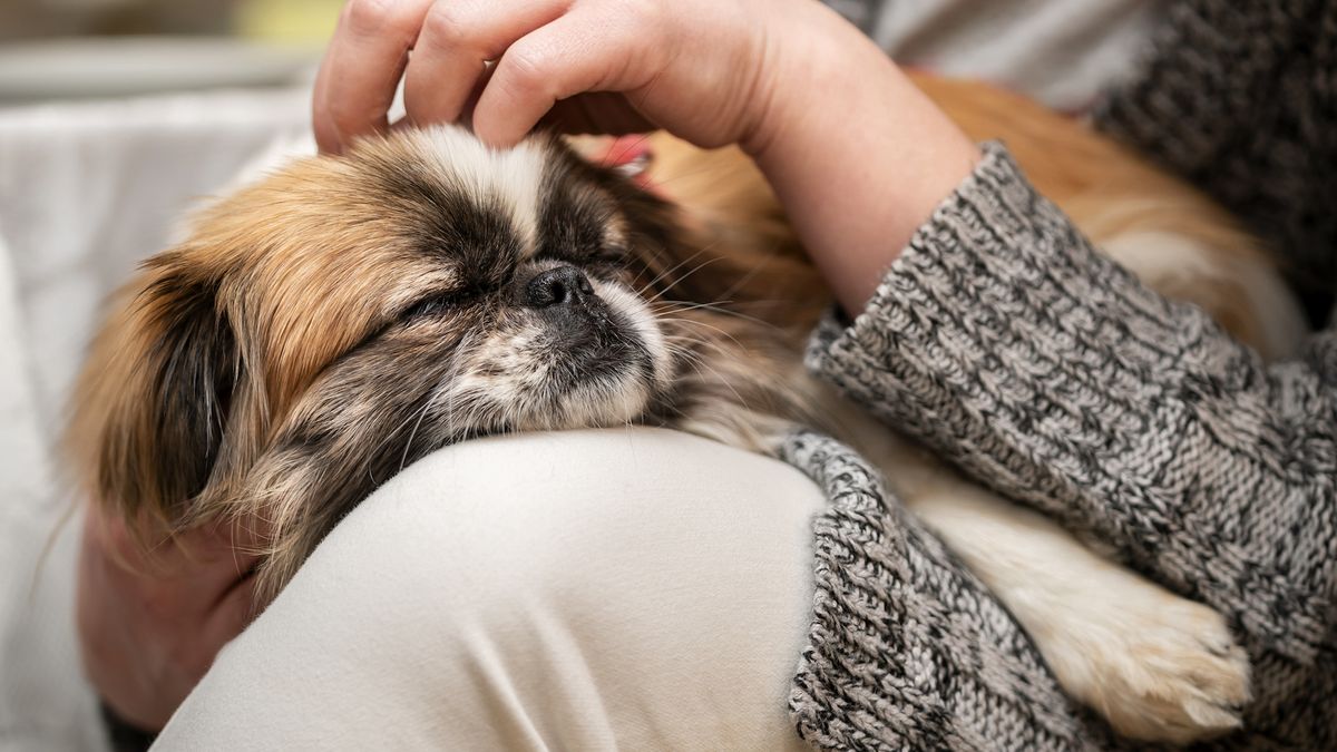 32 sleepiest dog breeds | PetsRadar