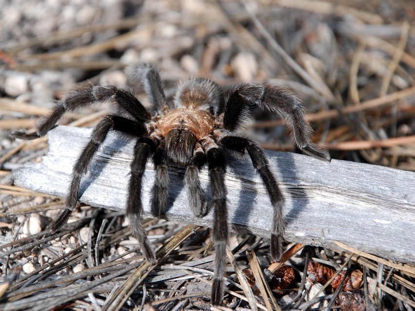 Desert Tarantulas: Photos of the Amazing Arachnids of the Sonoran ...