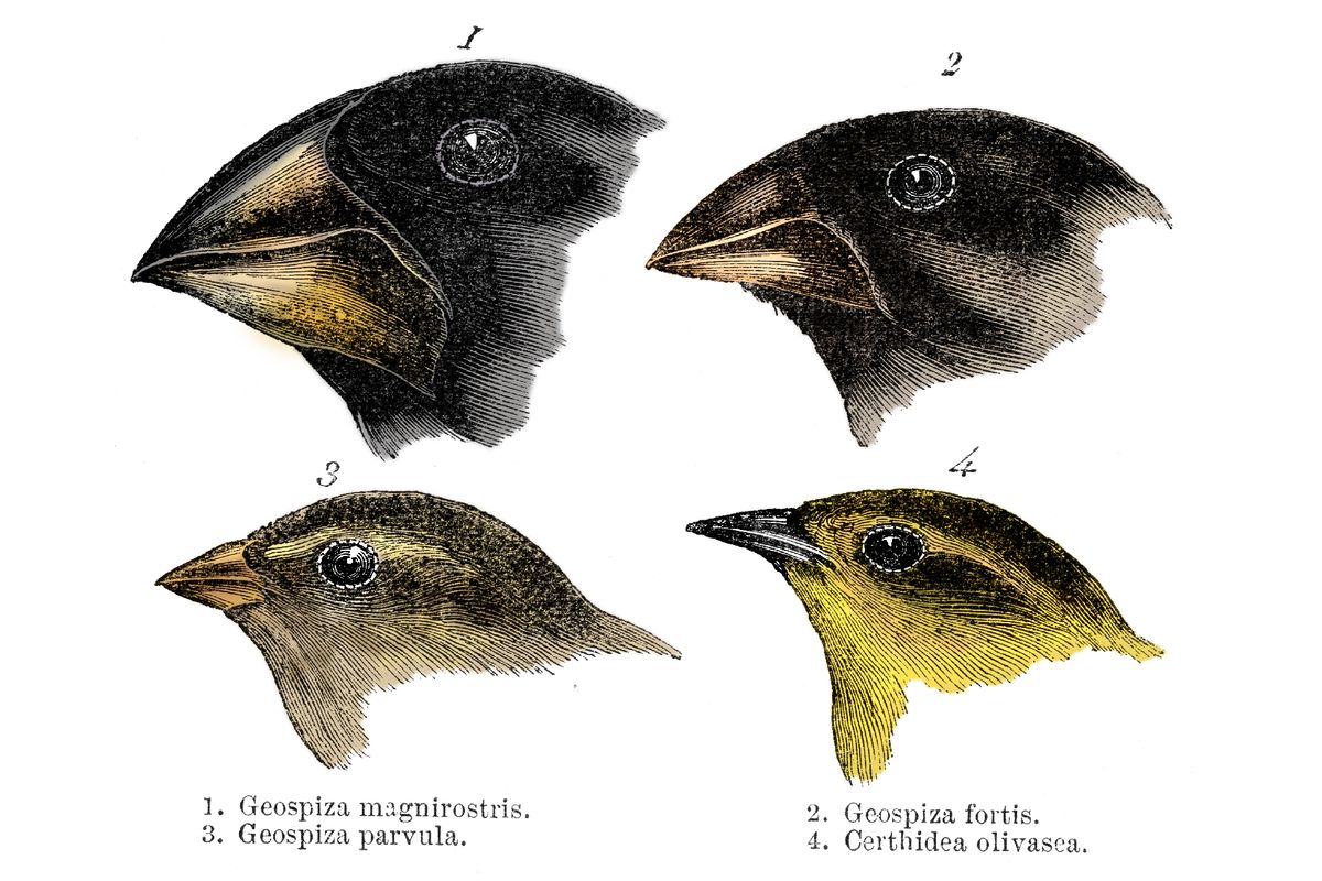 Evolution: news, features and articles | Live Science