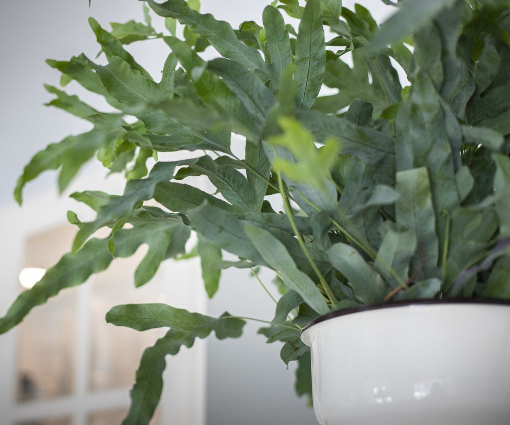 Best ferns to grow indoors: 5 expert picks | Homes and Gardens