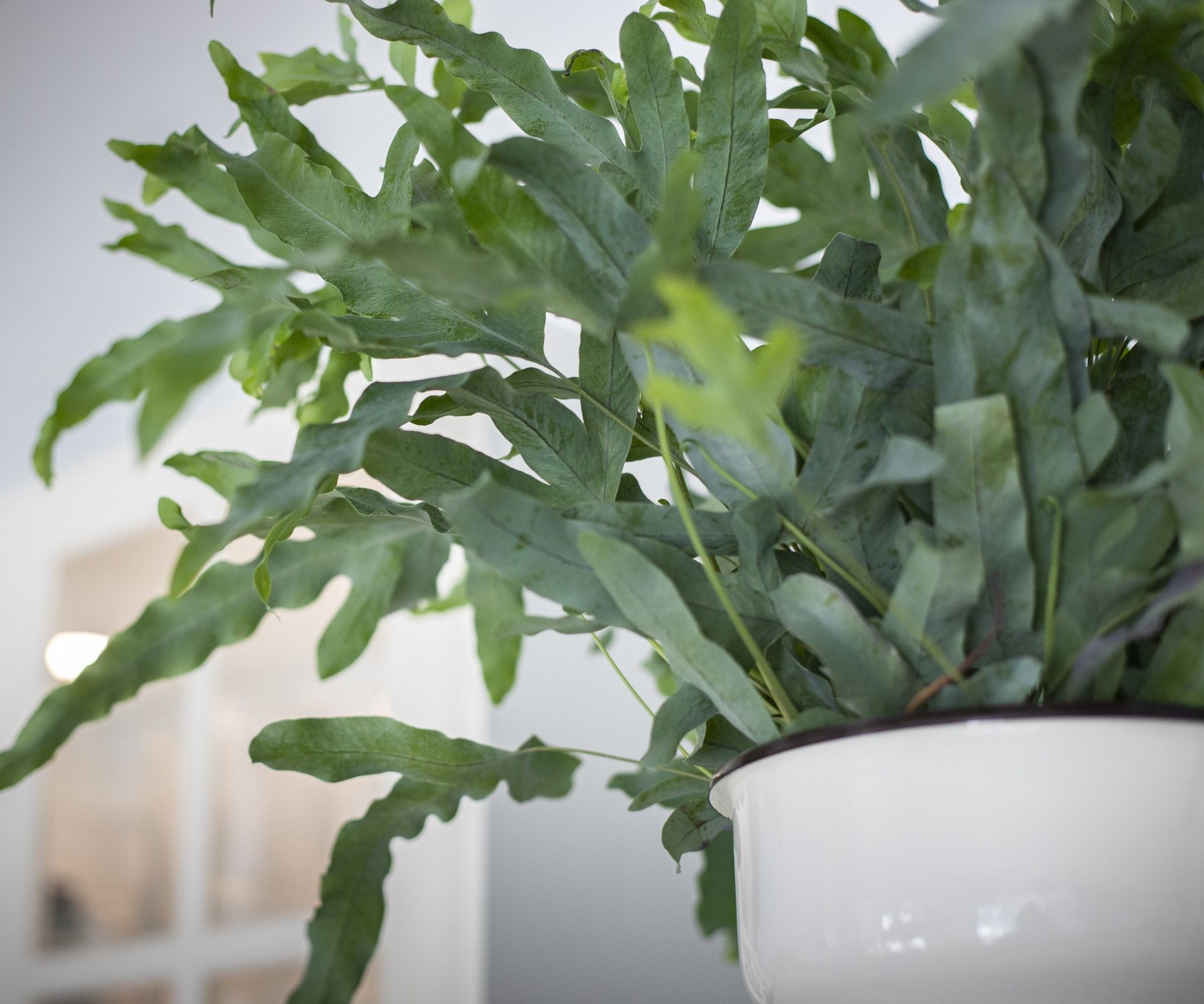 Best ferns to grow indoors: 5 expert picks | Homes and Gardens