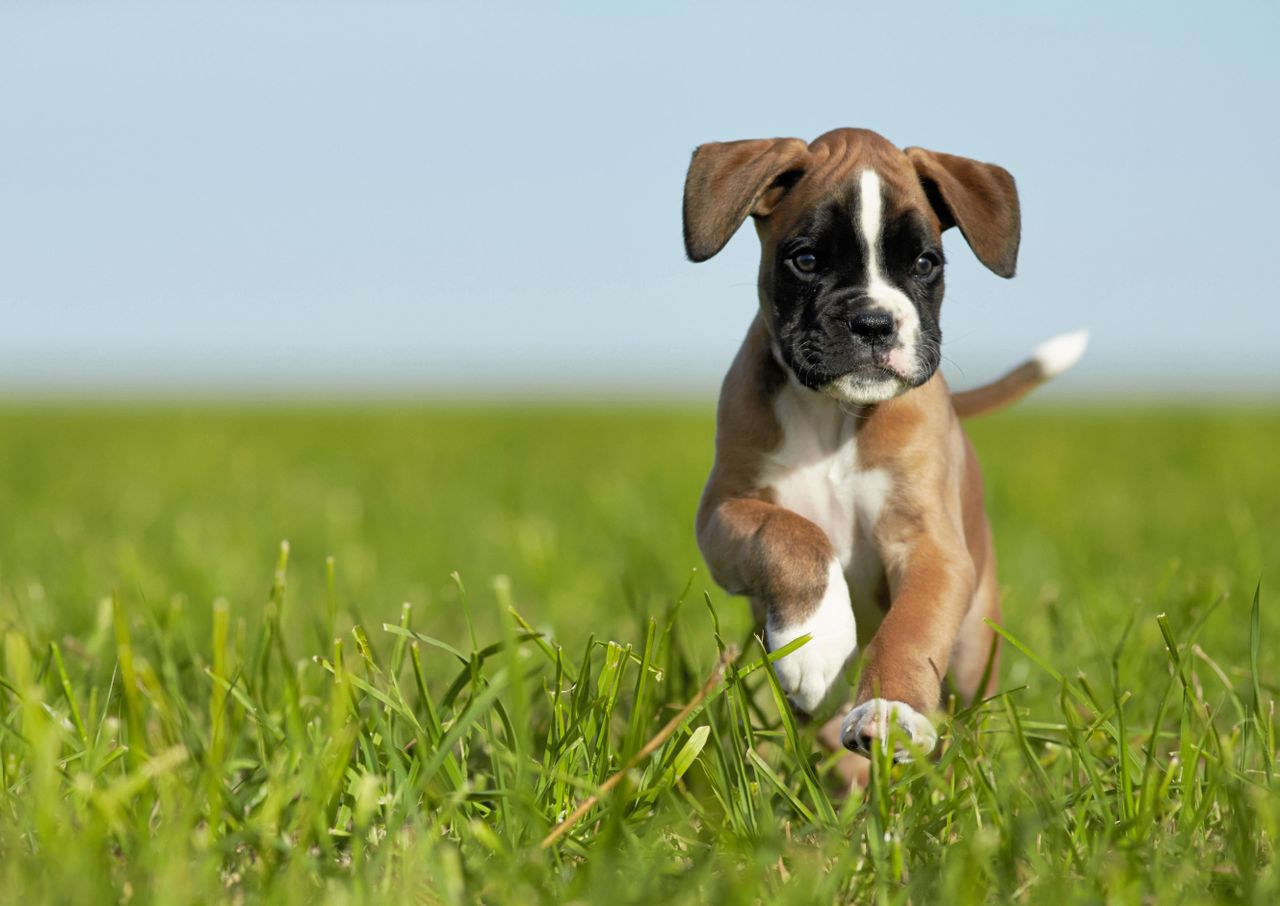 Boxer dogs: Loyal, trusting and affectionate – once you get past the ...