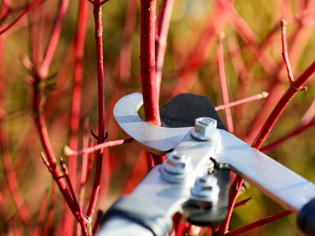 Pruning An Overgrown Red Twig Dogwood Shrub | Gardening Know How