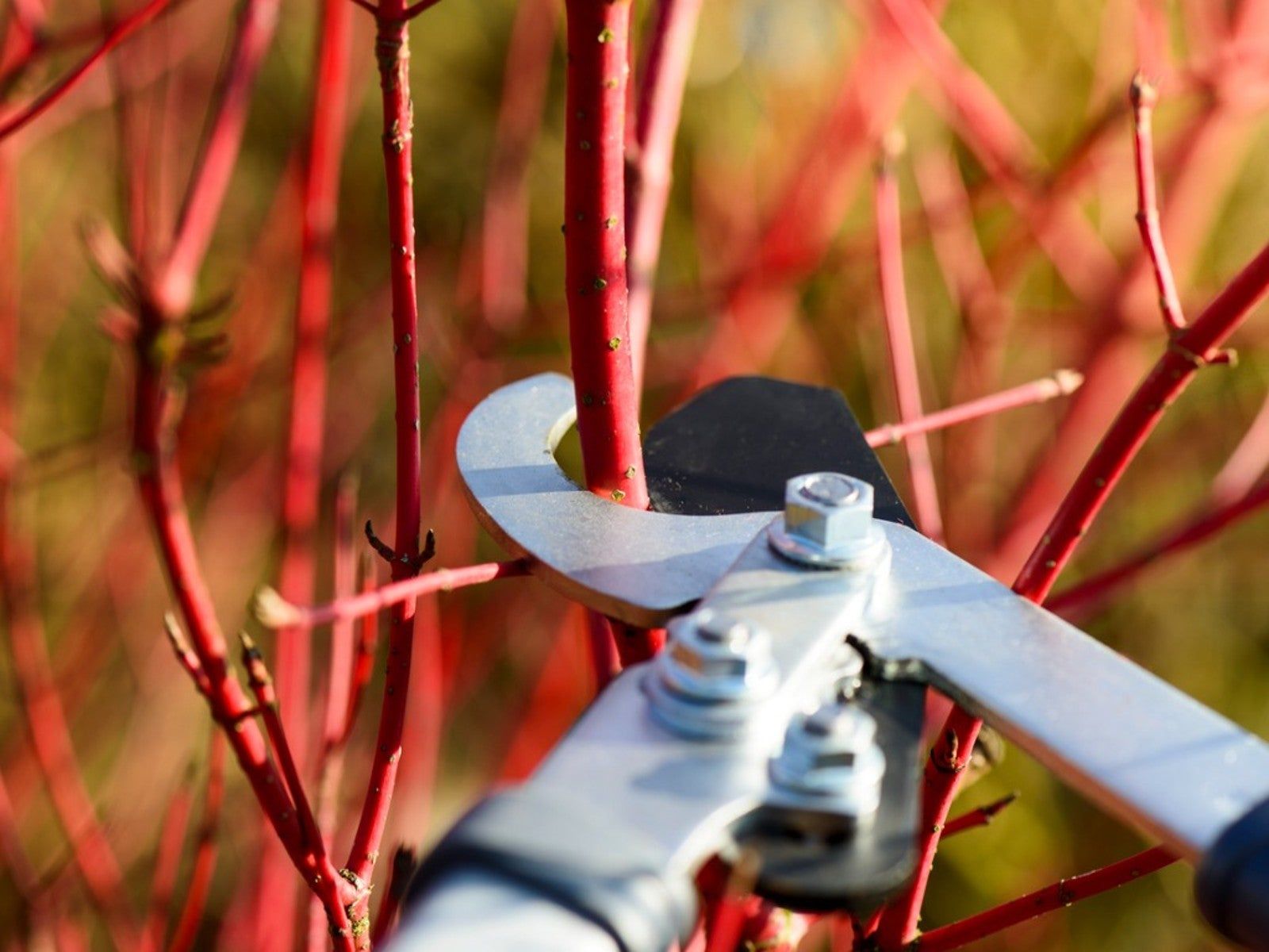 Pruning An Overgrown Red Twig Dogwood Shrub | Gardening Know How