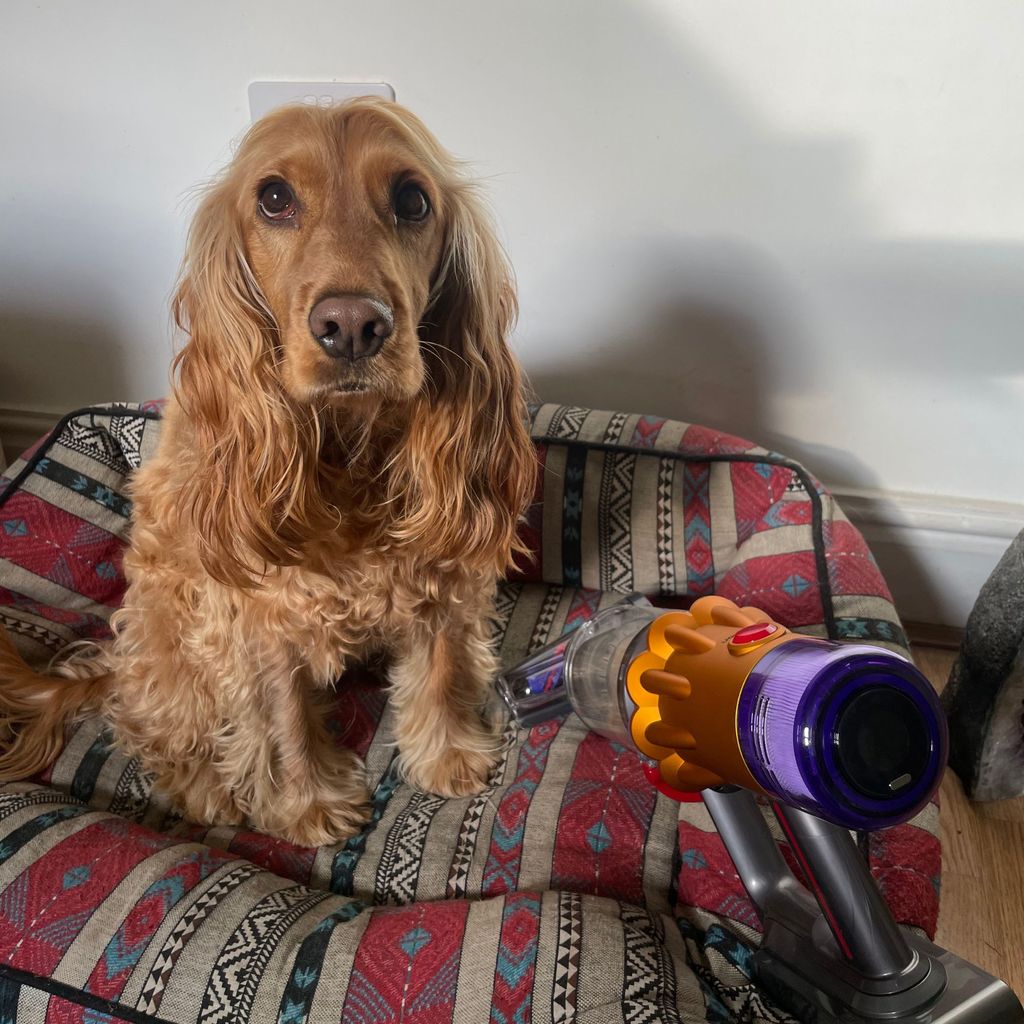 How to get rid of pet dander — my top tips as a dog mum | Ideal Home