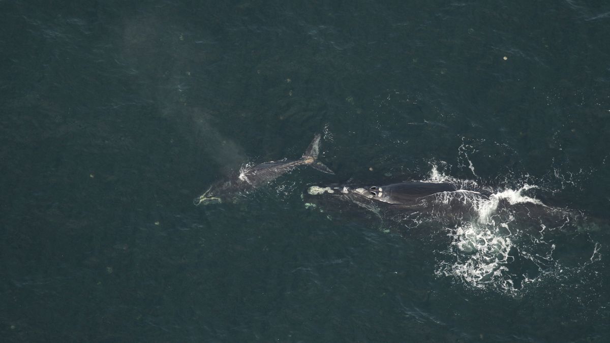 Critically endangered right whales are shrinking, with drastic ...
