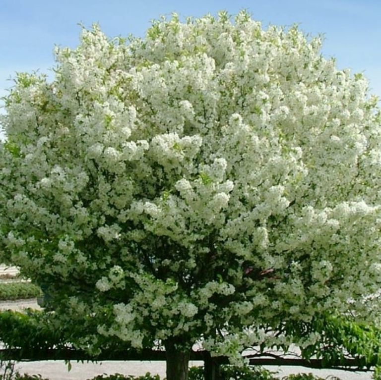 5 low-maintenance tree ideas for your front yard | Livingetc