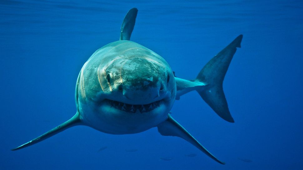 Great white sharks are moving north. New NatGeo SharkFest program ...