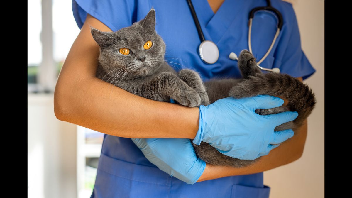 32 of the most common illness in cats | PetsRadar
